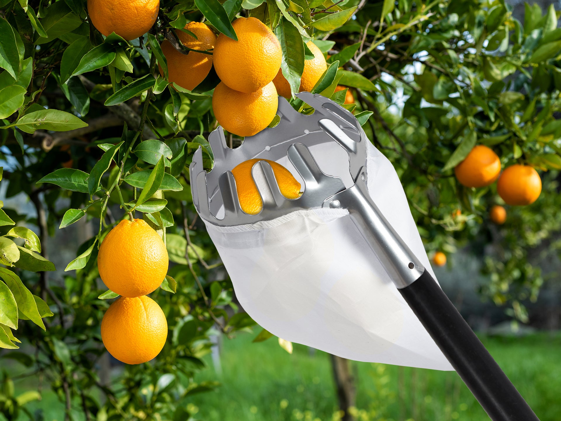 Orchard Fruit Picking Tool